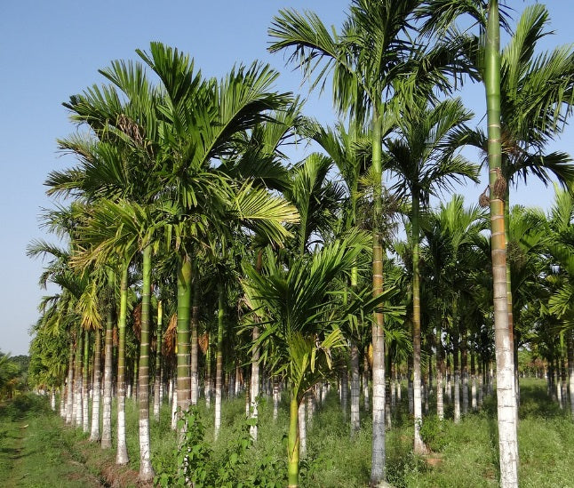 Palm – Plantreey